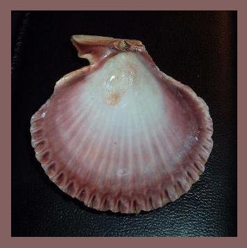 Pectinidae Cryptopecten Nux CREAM 53mm Scallop Seashell