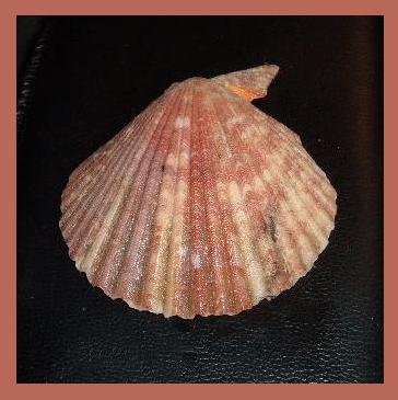 Pectinidae Cryptopecten Nux CREAM 53mm Scallop Seashell