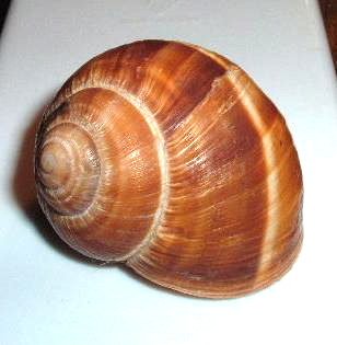 Helix Pomatia 46x37mm Land Snail Seashell from Italy