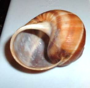 Helix Pomatia 46x37mm Land Snail Seashell from Italy