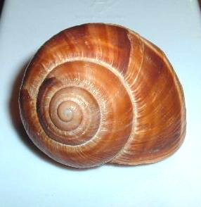 Helix Pomatia 46x37mm Land Snail Seashell from Italy