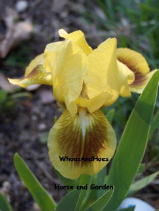 Standard Dwarf Bearded Iris, "Double Byte" Reblooms in zone 9 spreads FAST!