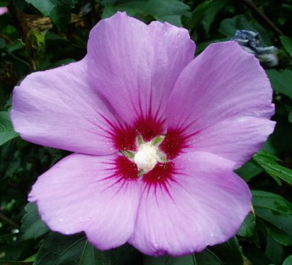 ALTHEA Shrub 1 ft. tall,