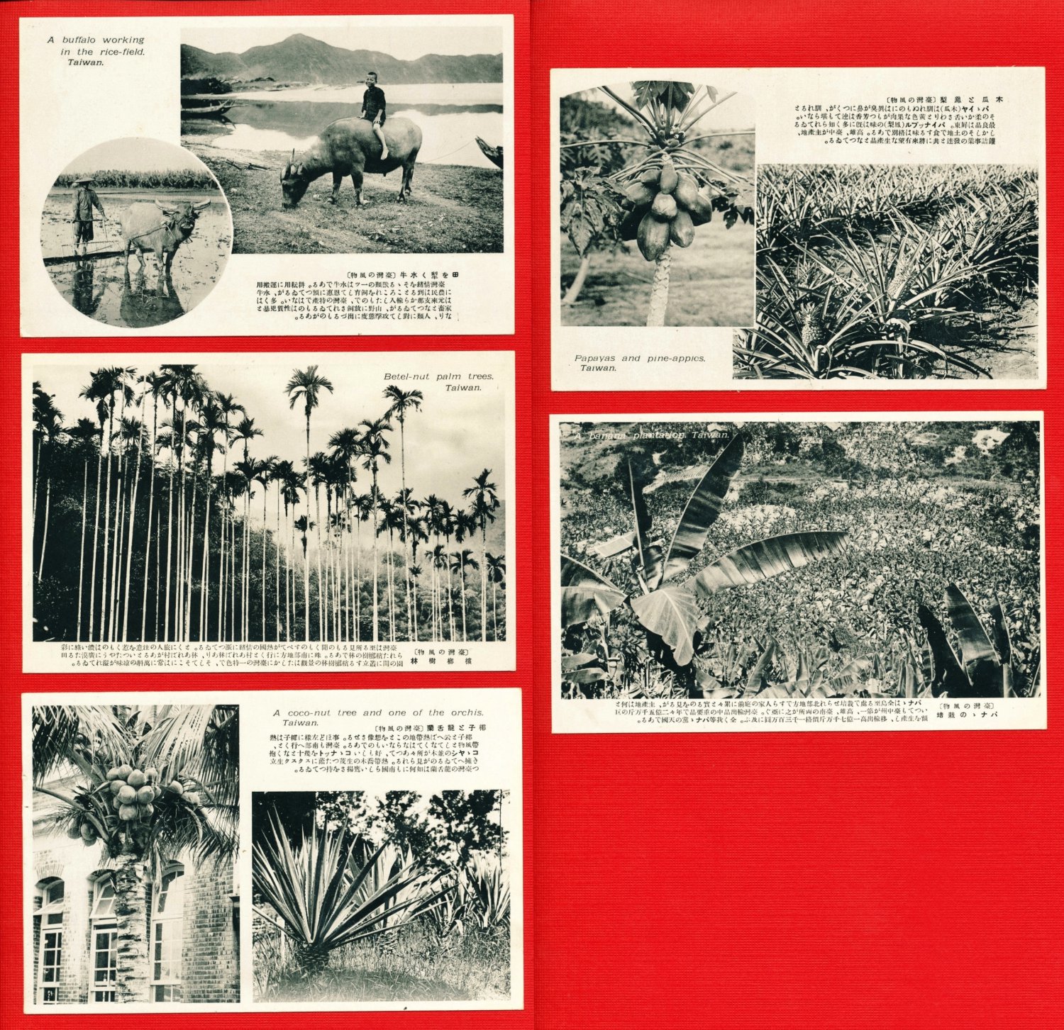 Old 5 Postcards Pre-WW2 Under Japanese Rule FORMOSA Taiwan Buffalo ...