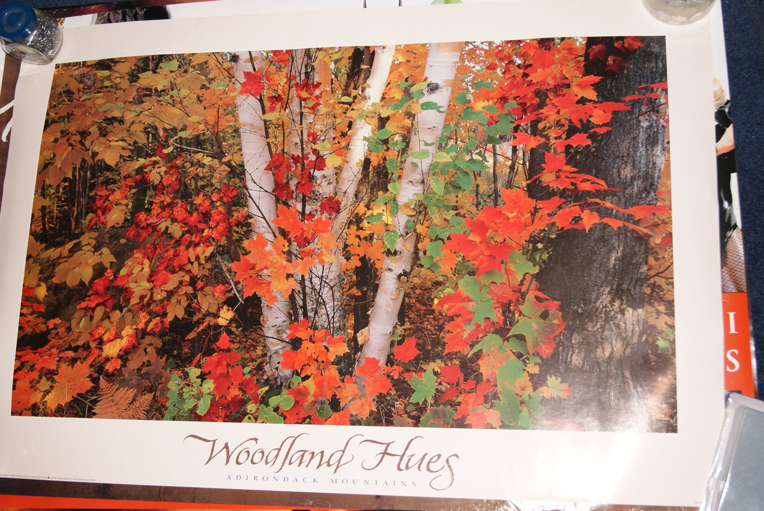 Woodland hues poster