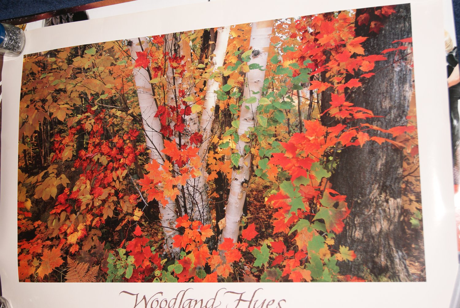 Woodland hues poster