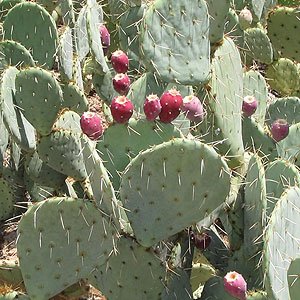 Prickly Pear Seeds
