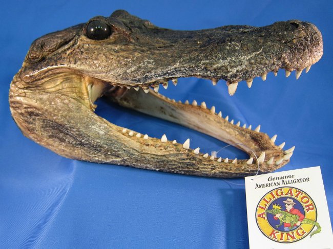 Alligator Head 5-6" Genuine Real Gator American Taxidermy Reptile FREE ...