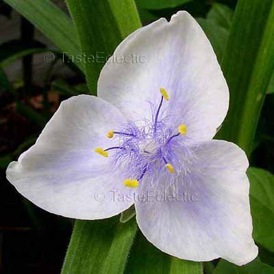 Tradescantia andersoniana 'Osprey' 3.5 inch Pot Plant VIRGINIA ...