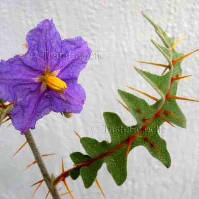 Solanum pyracanthum 4 inch Pot Plant RARE WICKED & MEAN Porcupine ...