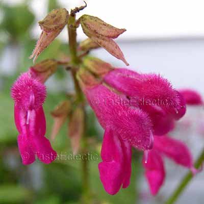 Salvia chiapensis 3.5 inch Pot Plant SHOWY PINK CHIAPAS SAGE Rare Z8
