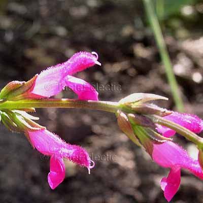 Salvia chiapensis 3.5 inch Pot Plant SHOWY PINK CHIAPAS SAGE Rare Z8