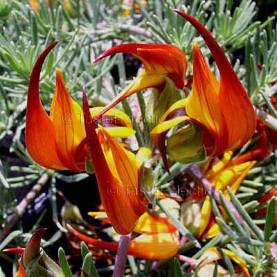 Lotus maculatus 'Gold Flash' 4 inch Pot Plant EXOTIC PARROT BEAK VINE ...