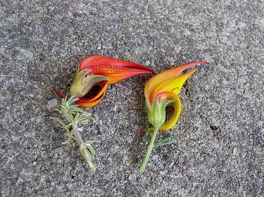 Lotus maculatus 'Gold Flash' 4 inch Pot Plant EXOTIC PARROT BEAK VINE ...