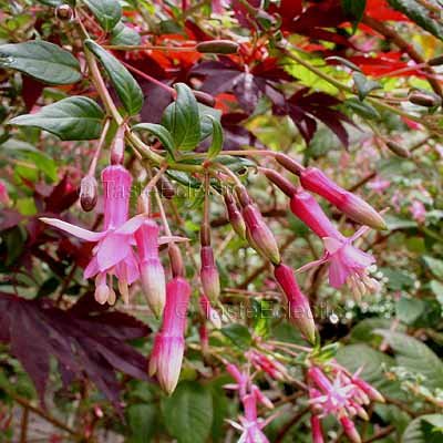 Fuchsia 'First Success' 4 inch Pot Plant MULTI-COLOR paniculata x ...