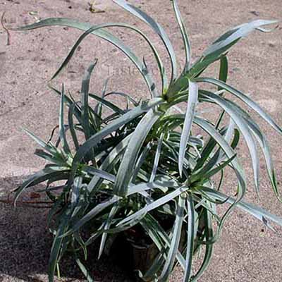 Dianthus Chomley Farran/Inferno 4 inch Pot Plant DOUBLE STRIPED ...