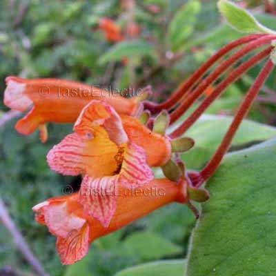Moussonia deppeana/elegans 4 inch Pot Plant CLOUD FOREST GESNERIAD ...