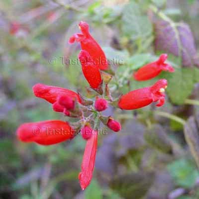 Salvia holwayi 3 inch Pot Plant RARE GUATEMALAN Cardinal Red SAGE Shade Z9