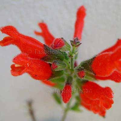 Salvia adenophora 4 Unrooted Cuttings V RARE RED MEXICAN SAGE
