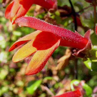 Keckiella/Penstemon cordifolia 4 inch Pot Plant CLIMBING PENSTEMON ...