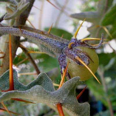 Solanum pyracanthum 4 inch Pot Plant RARE WICKED & MEAN Porcupine ...
