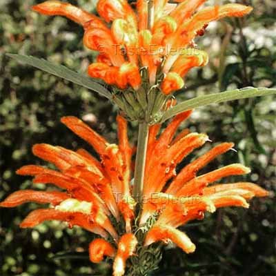 Leonotis leonurus 3 inch Pot Plant LION'S TAIL Wild Dagga AFRICAN SMOKE ...