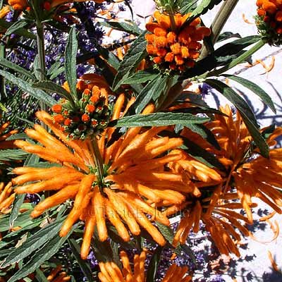 Leonotis leonurus 3 inch Pot Plant LION'S TAIL Wild Dagga AFRICAN SMOKE ...