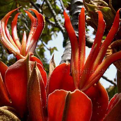 Chiranthodendron pentadactylon 3 inch Pot Plant MEXICAN DEVIL HAND TREE ...