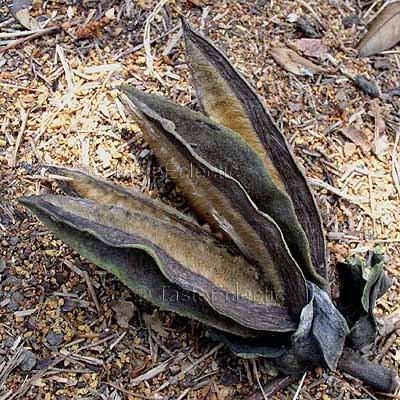 Chiranthodendron pentadactylon 3 inch Pot Plant MEXICAN DEVIL HAND TREE ...