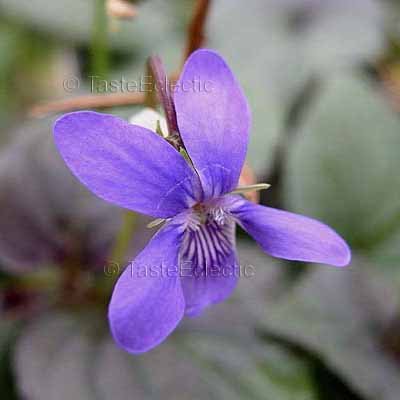 Viola labradorica 3 inch Pot 3-Plants LABRADOR ALPINE VIOLET HARDY Z3 ...