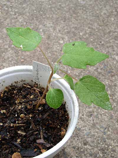 Chiranthodendron pentadactylon 3 inch Pot Plant MEXICAN DEVIL HAND TREE ...