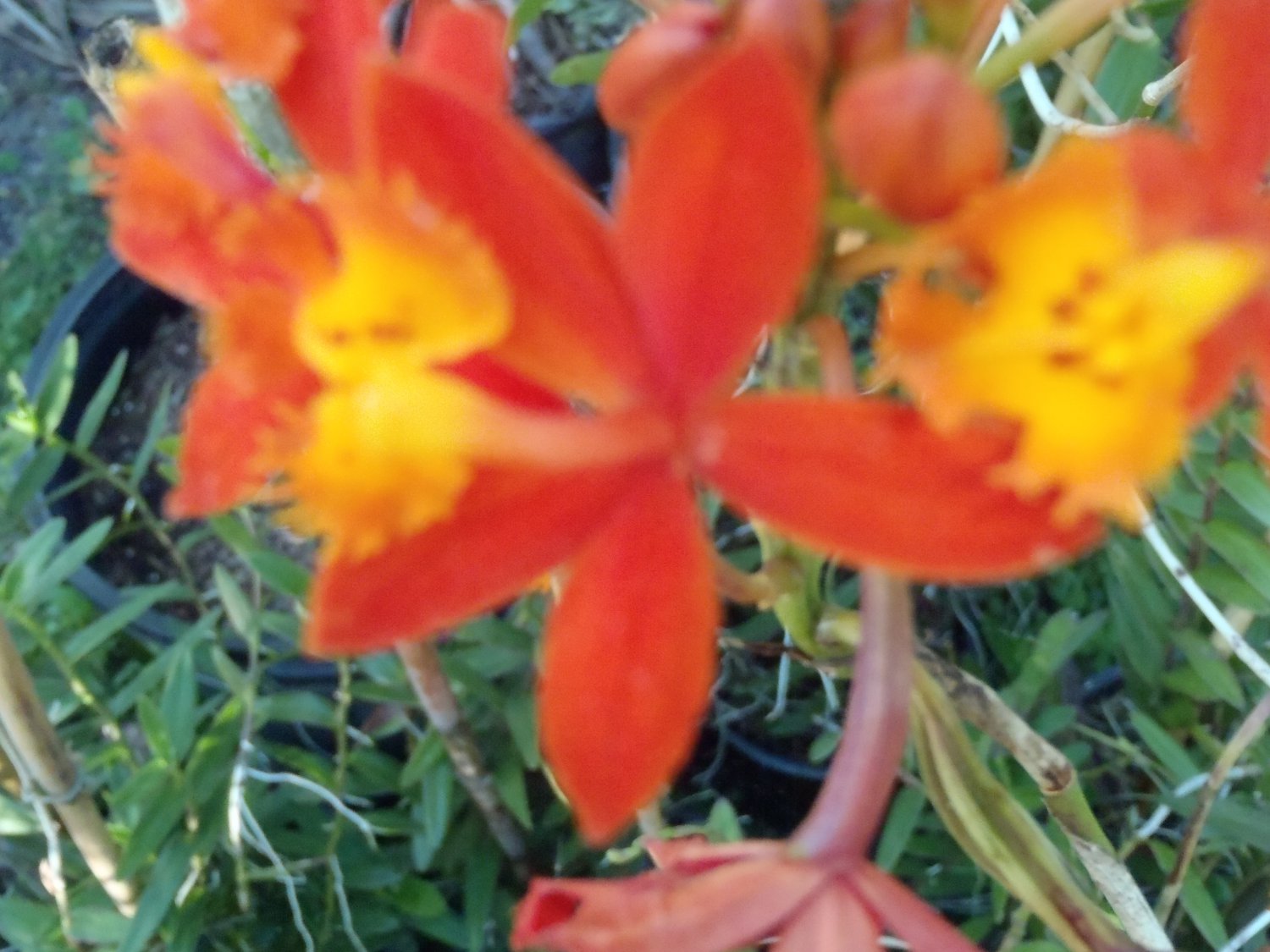 Everblooming Rare Crucifix Orchid- Epidendrum Radicans