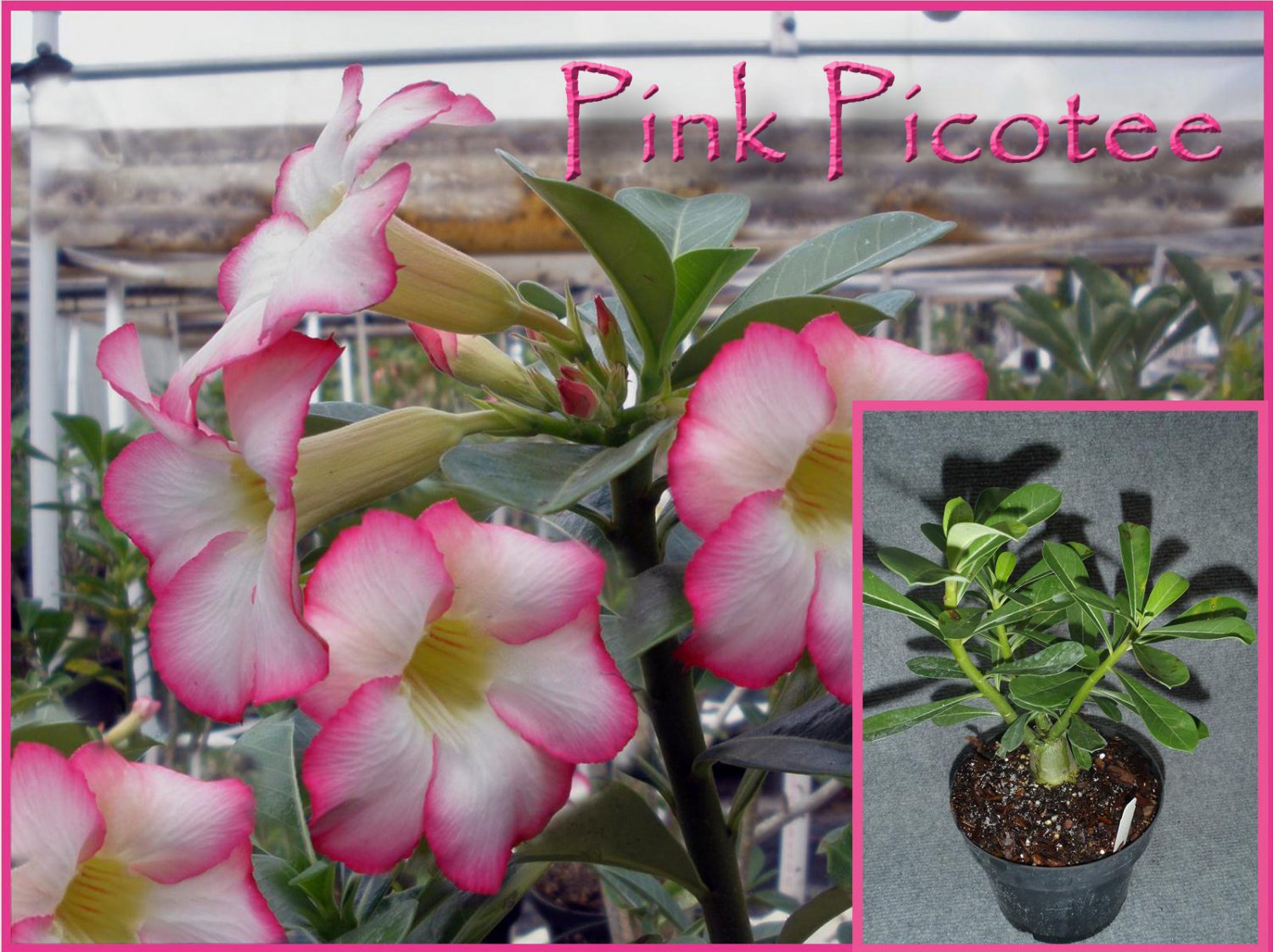 SALE! Rare & Exotic Picotee Adenium Obesum Desert Rose *Live Plant*