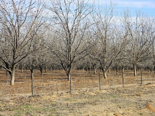 AZ Verde River Pecan Trees Facing West - 8X10 Print