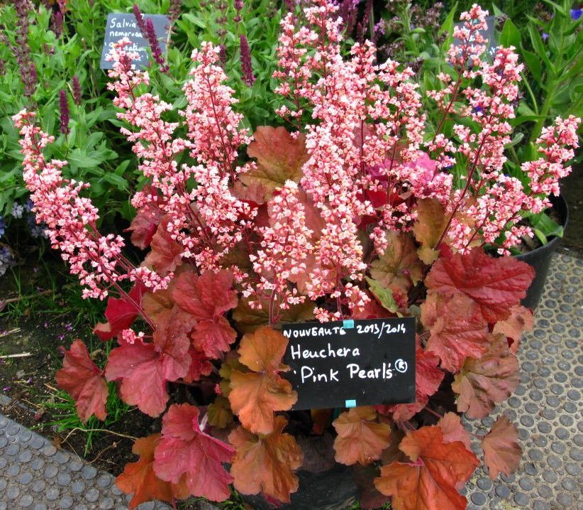 heuchera 'Pink Pearls' (Coral Bells)