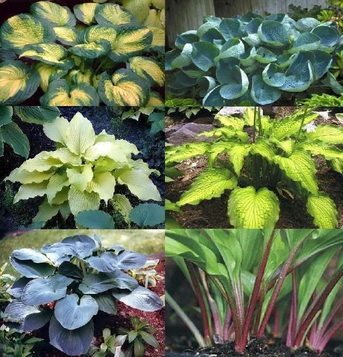 100+ Fresh MIXED Hosta SEEDS