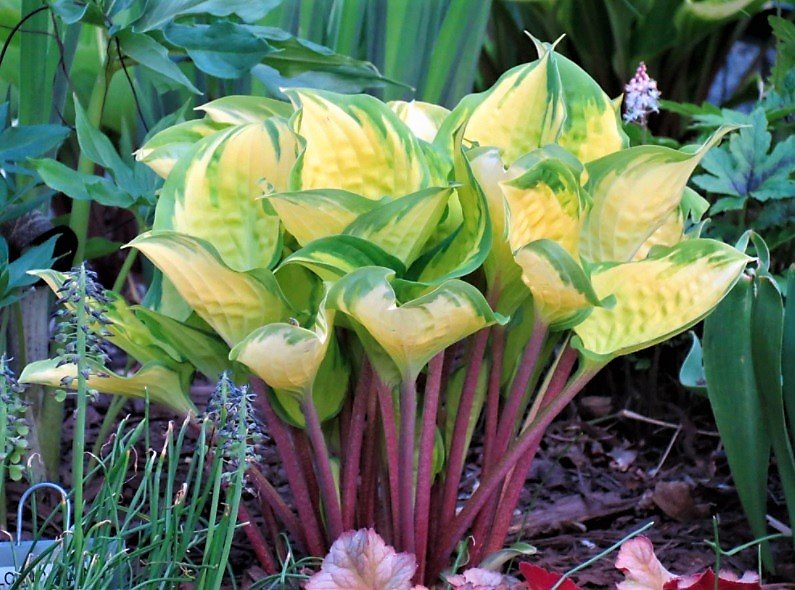 Volcano Island Hosta