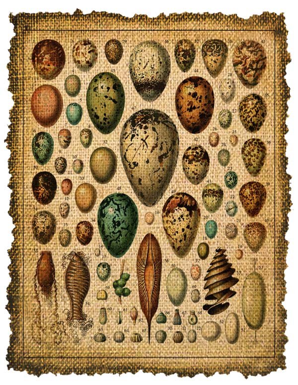 Vintage Iron On Digital Image Transfer Bird Eggs No 120