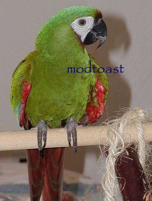 25 Parrot Macaw Wing Feathers Bird Green Blue Fly Ty Tying Fishing ...