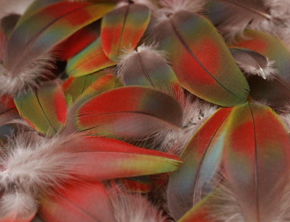 Rainbow Macaw Feathers Parrot Pow Wow Crafts Peyote Kopilli Green Red ...