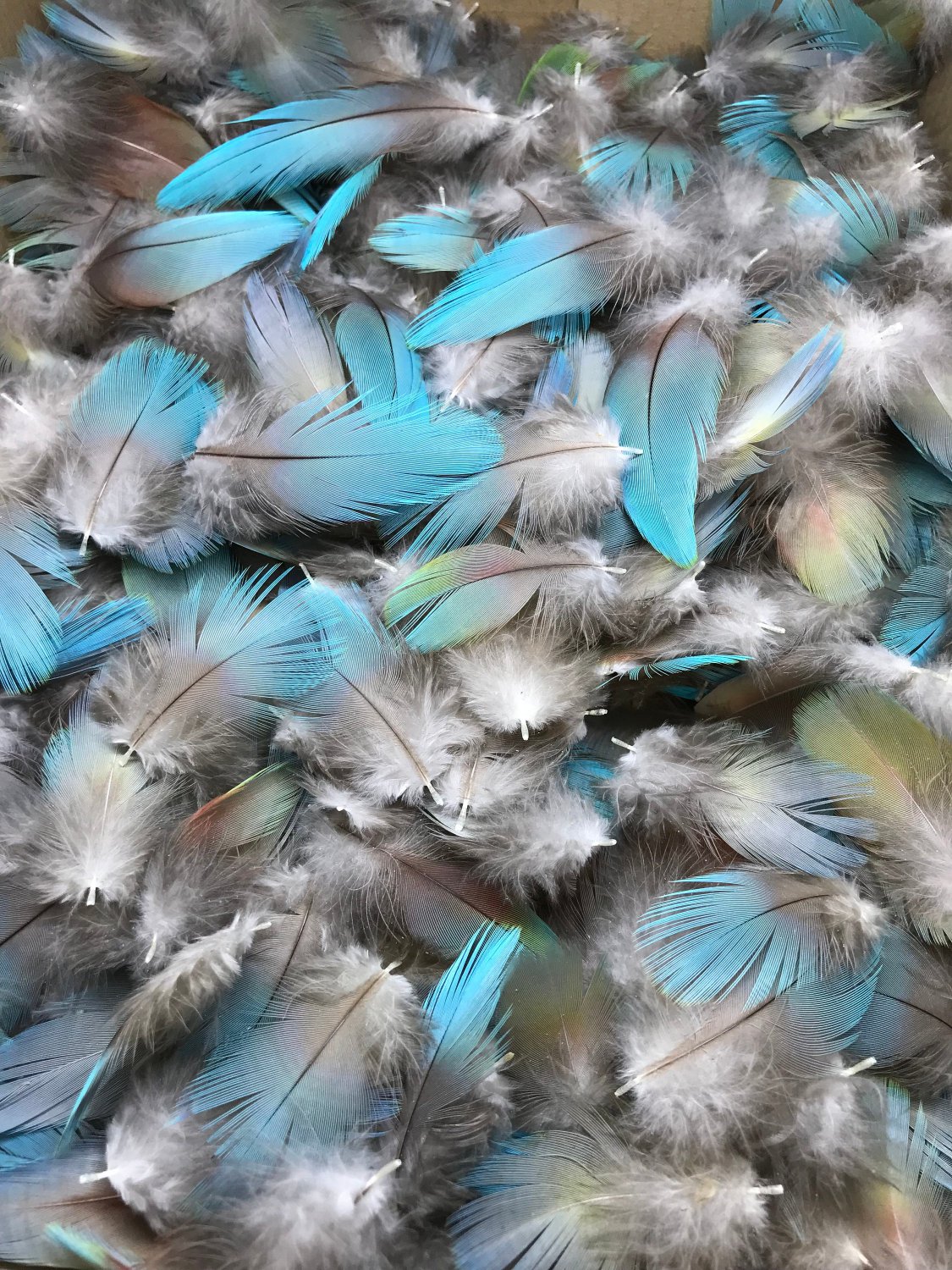 Turquoise Blue Macaw Feathers 20 pc Lot Parrot Bird RARE!