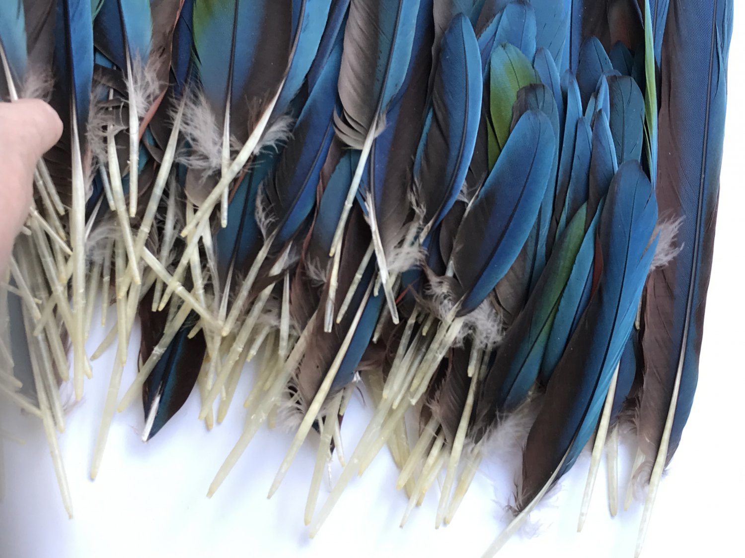 200 Macaw Wing & Tail Feathers Headdress Peyote Crafts Pow Wow Blue ...