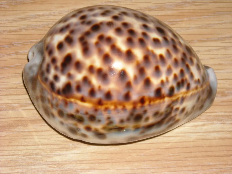 #3 Cowrie Cowry Megis Ocean Sea SHELL Snail Beach Vtg Leopard Spots ...