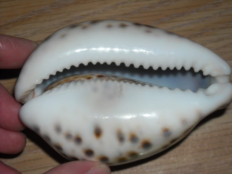 3 Cowrie Cowry Megis Ocean Sea Shell Snail Beach Vtg Leopard Spots