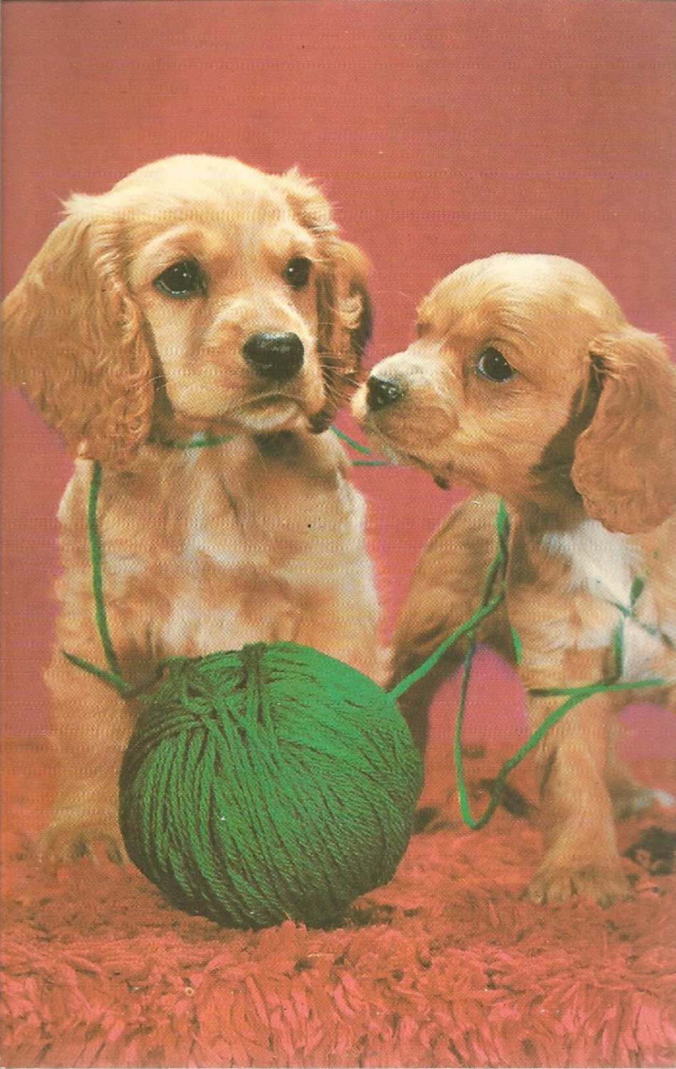 Cocker Spaniels postcard (#101)