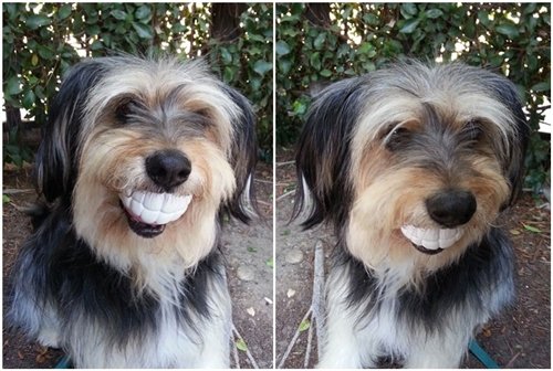 HUMUNGA CHOMP FUNNY TEETH RUBBER PET DOG TOY FETCH BALL NEW!