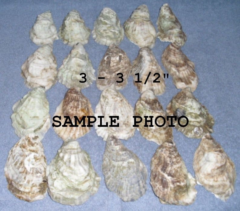 20 Beautiful Oyster shells - oyster shells from the beaches of Cape Cod ...