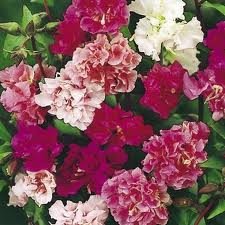 100 HEIRLOOM DOUBLE Clarkia elegans MIX COLOR Seeds