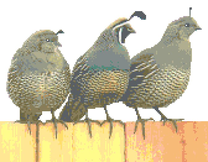 California Quail Family Pattern Chart Graph