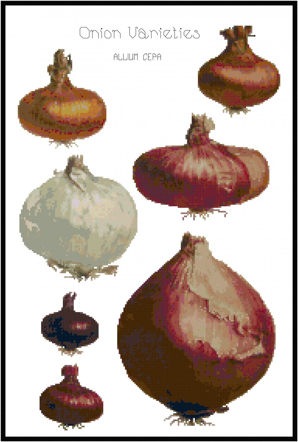 Onion Varieties Pattern Chart Graph